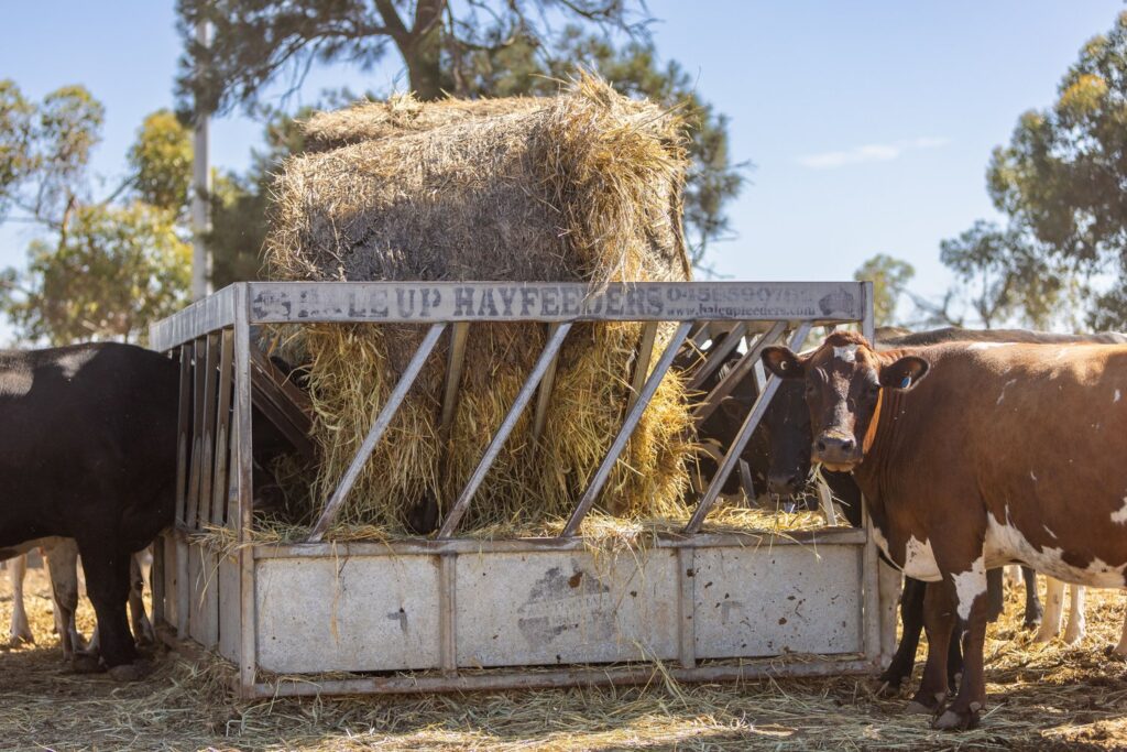 Bale Up Calf Feeders - Byron AG Machinery - Byron AG Machinery