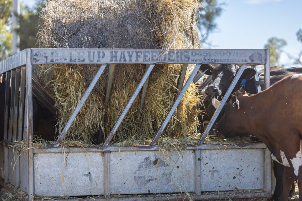 Bale Up Calf Feeders - Byron AG Machinery - Byron AG Machinery